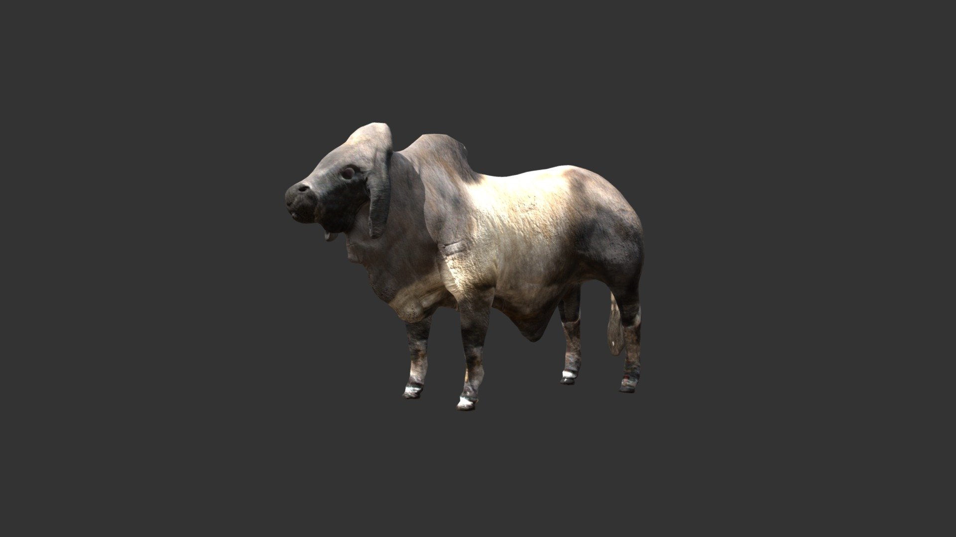 Bull india - Buy Royalty Free 3D model by Imad Hamouda (@imsa) [faa21e4 ...