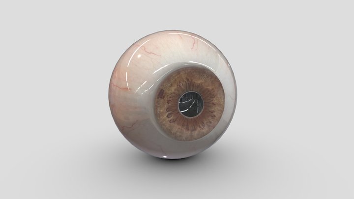 Eyeball 3D models - Sketchfab