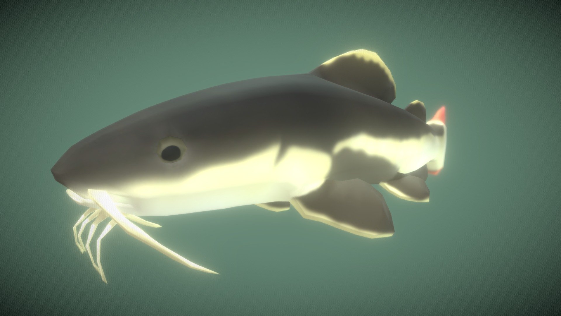 Juvenile Redtail Catfish - 3D model by CatfishYAY [fab0aba] - Sketchfab