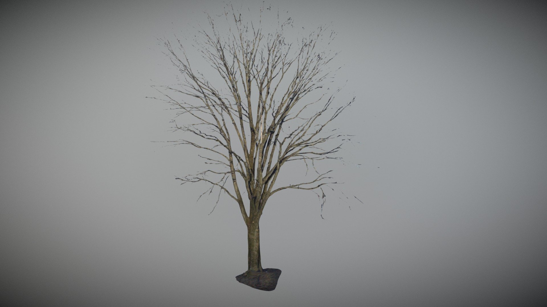 Free Tree fullsize photogrammetry scan 2 Draft - Download Free 3D model ...