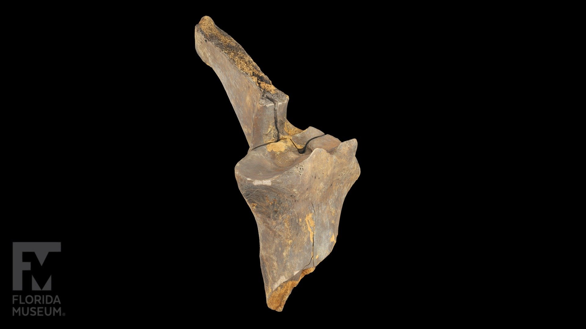 Cow forearm (radius and ulna) - 3D model by FloridaMuseum [fabe169 ...
