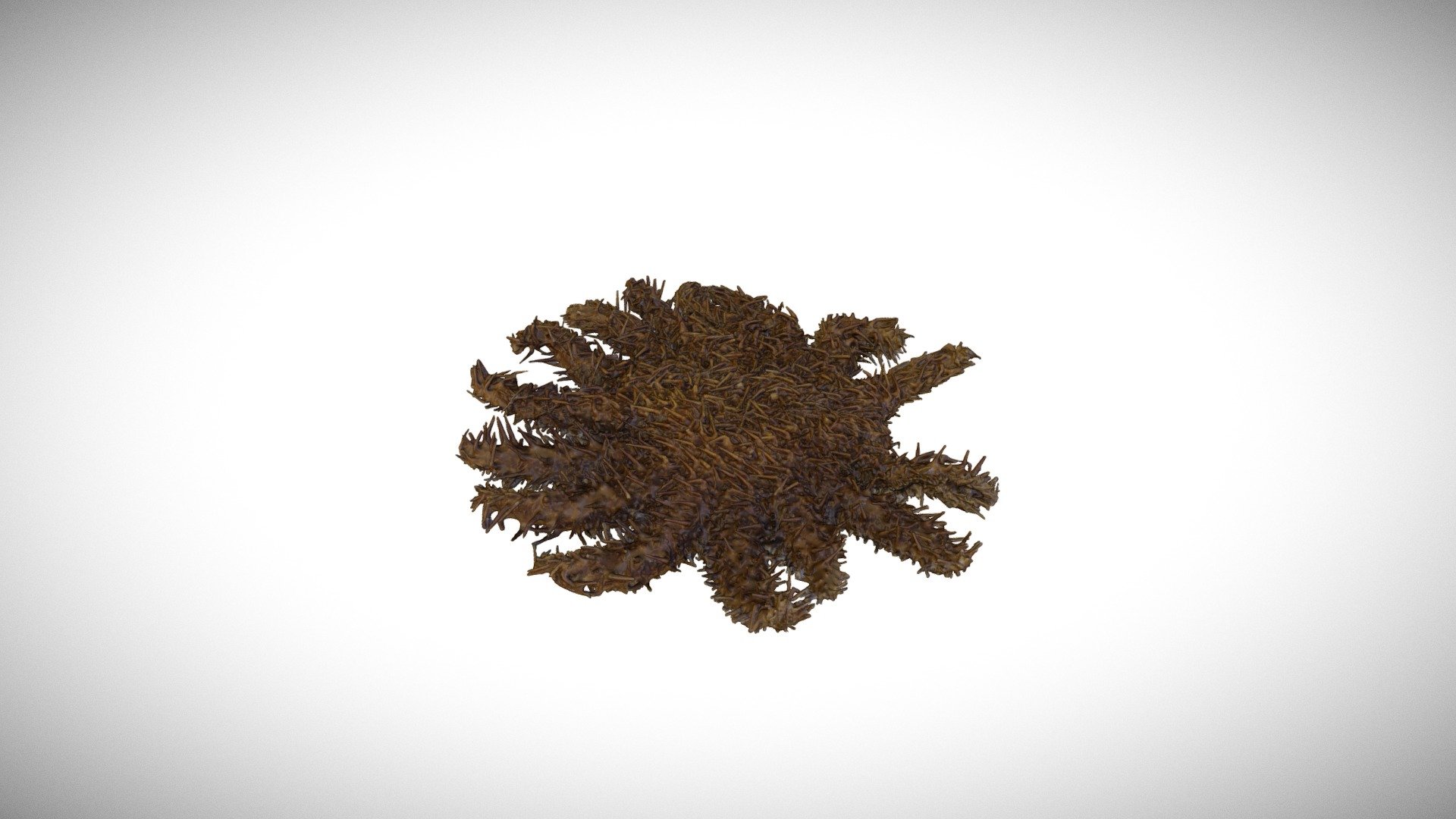 Acanthaster planci / CASIZ 102172 - 3D model by California Academy of ...