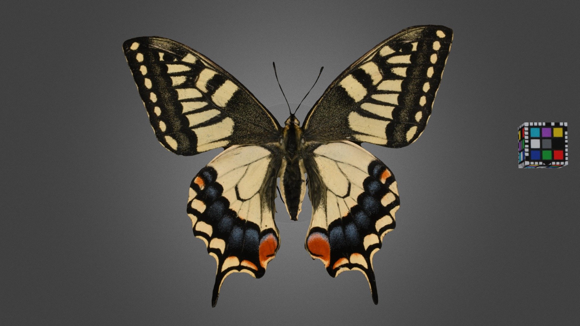 CC0 キアゲハ 🦋 ♀ Old World Swallowtail, P. machaon - Download Free 3D model ...