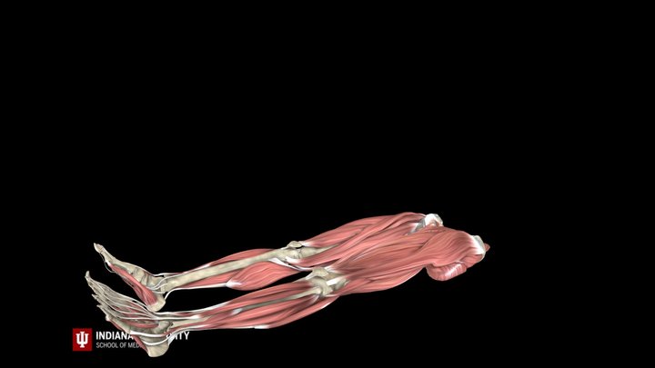 Sag 3D models - Sketchfab
