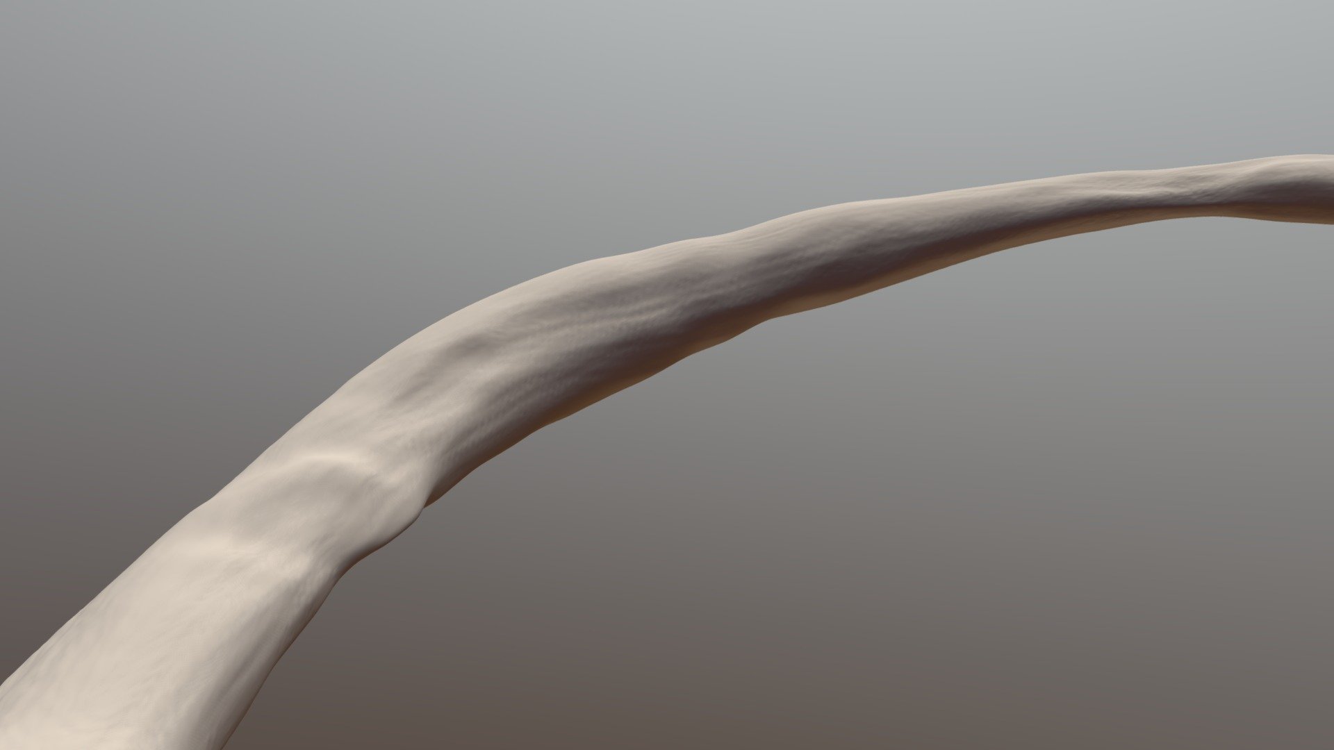 First rib - 3D model by Becca Lewis (@rml4406) [fac8df5] - Sketchfab