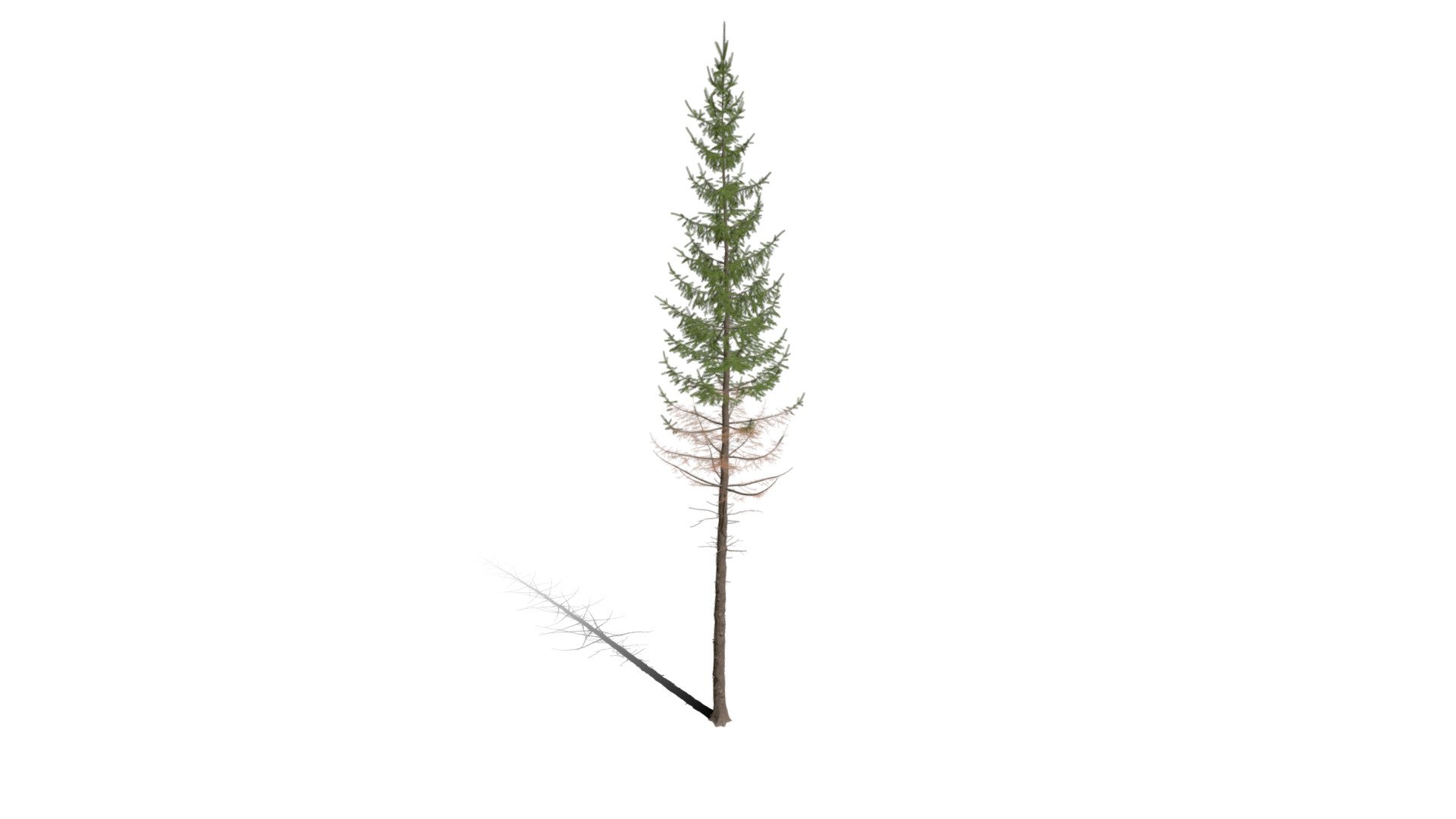 Realistic HD Norway spruce (23/43) - Download Free 3D model by ...