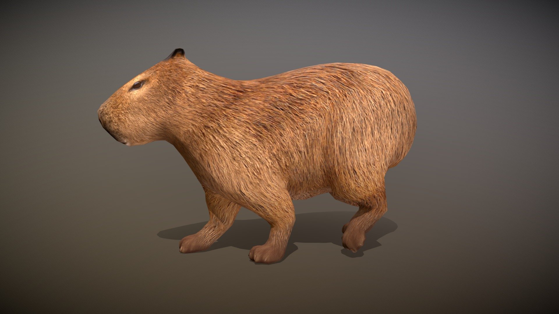 Capybara - Animated - Lowpoly