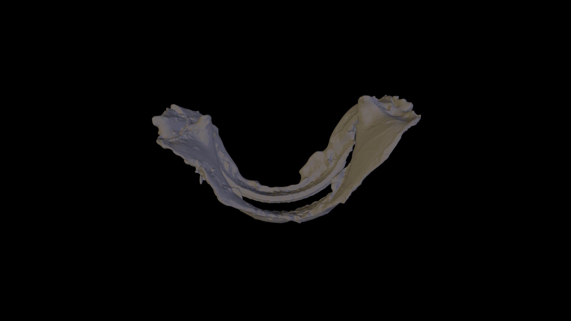 Spiny Dogfish (Squalus acanthias) Jaw - 3D model by cd1854 [fad4934 ...