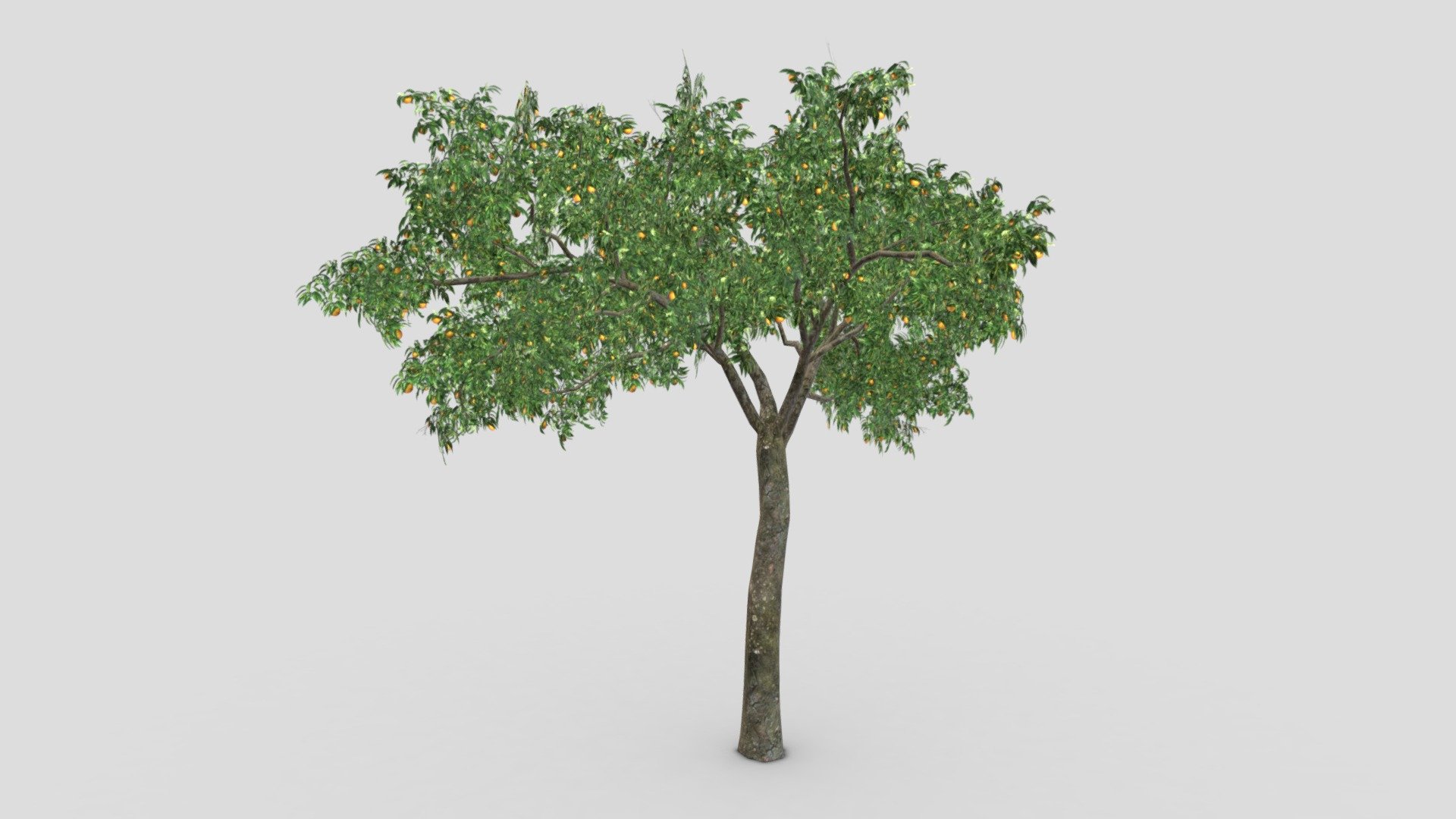 Orange Tree- S13 - Buy Royalty Free 3D model by ASMA3D [fad5054 ...