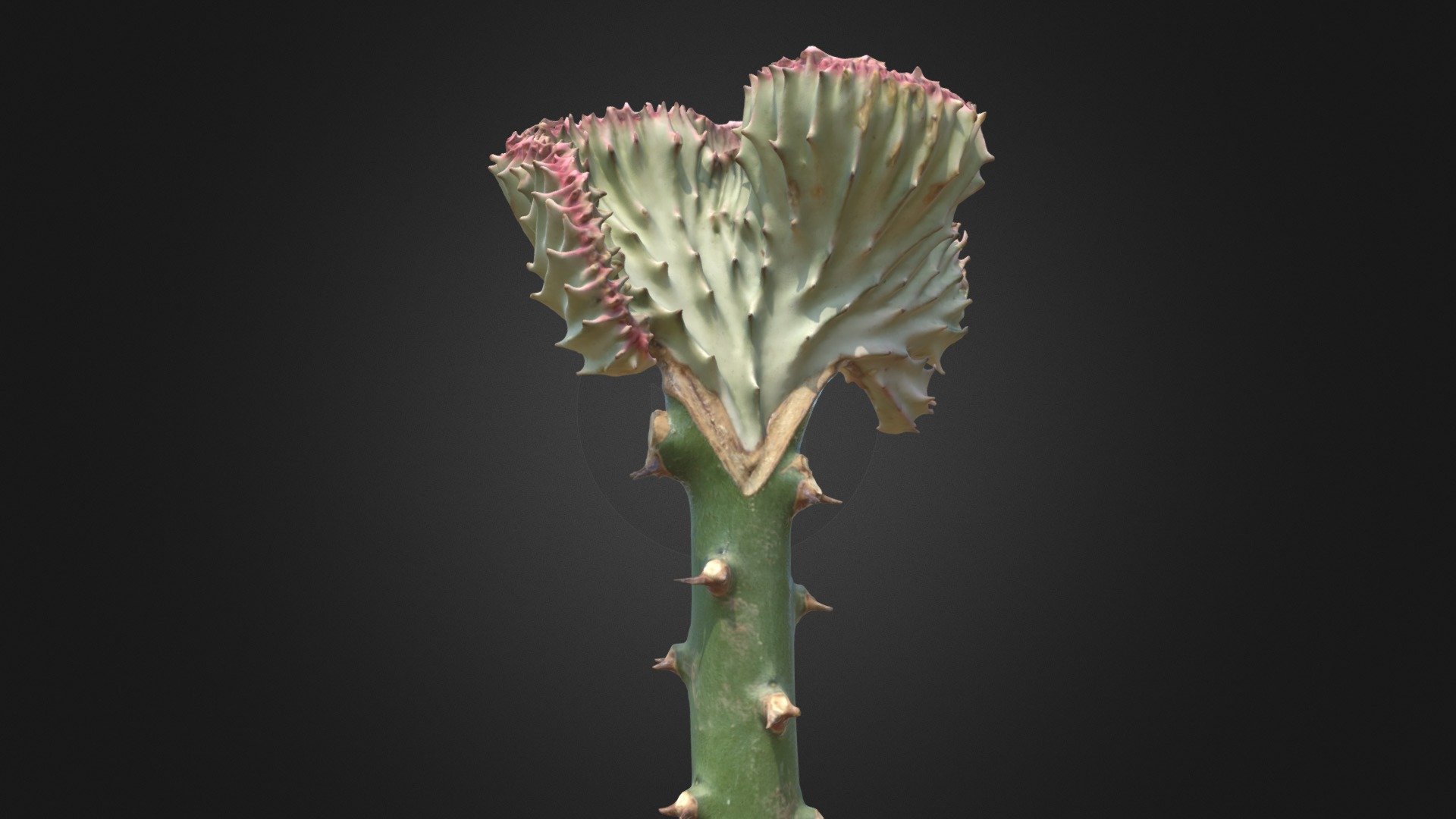 Coral Cactus Scan - 3D model by Marcos Silva (@marcosramone25) [fad51b5 ...