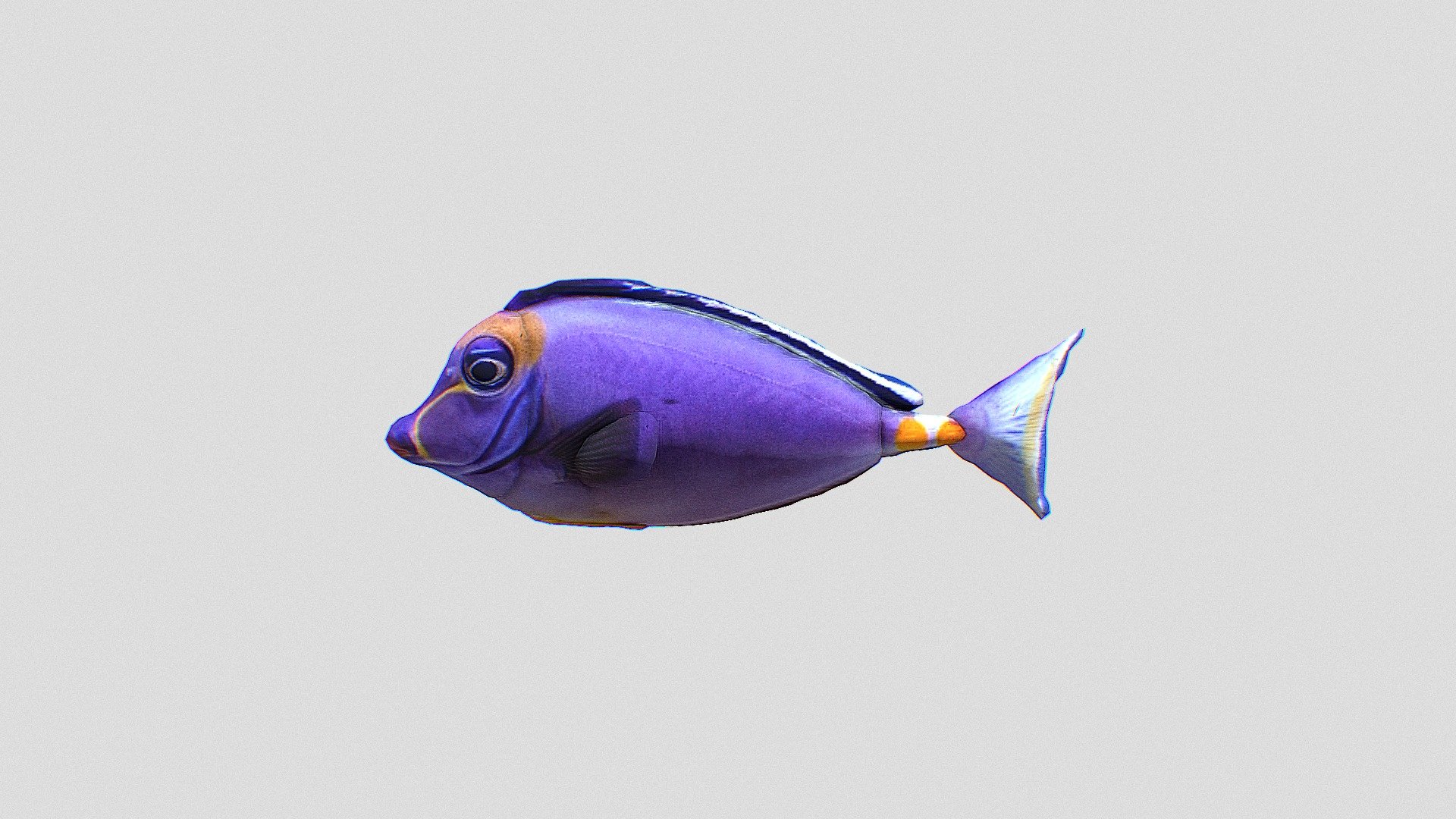 Bluefish - Download Free 3D model by irvinlin [fadb1f2] - Sketchfab