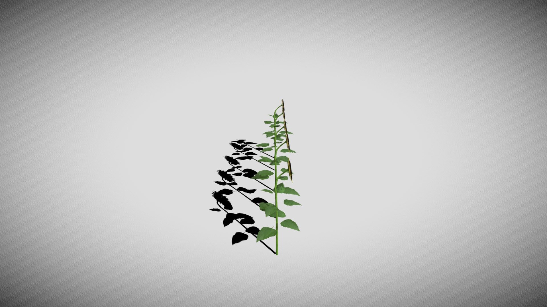 Sunflowers - 3D model by python.ouroboros [fae18ea] - Sketchfab