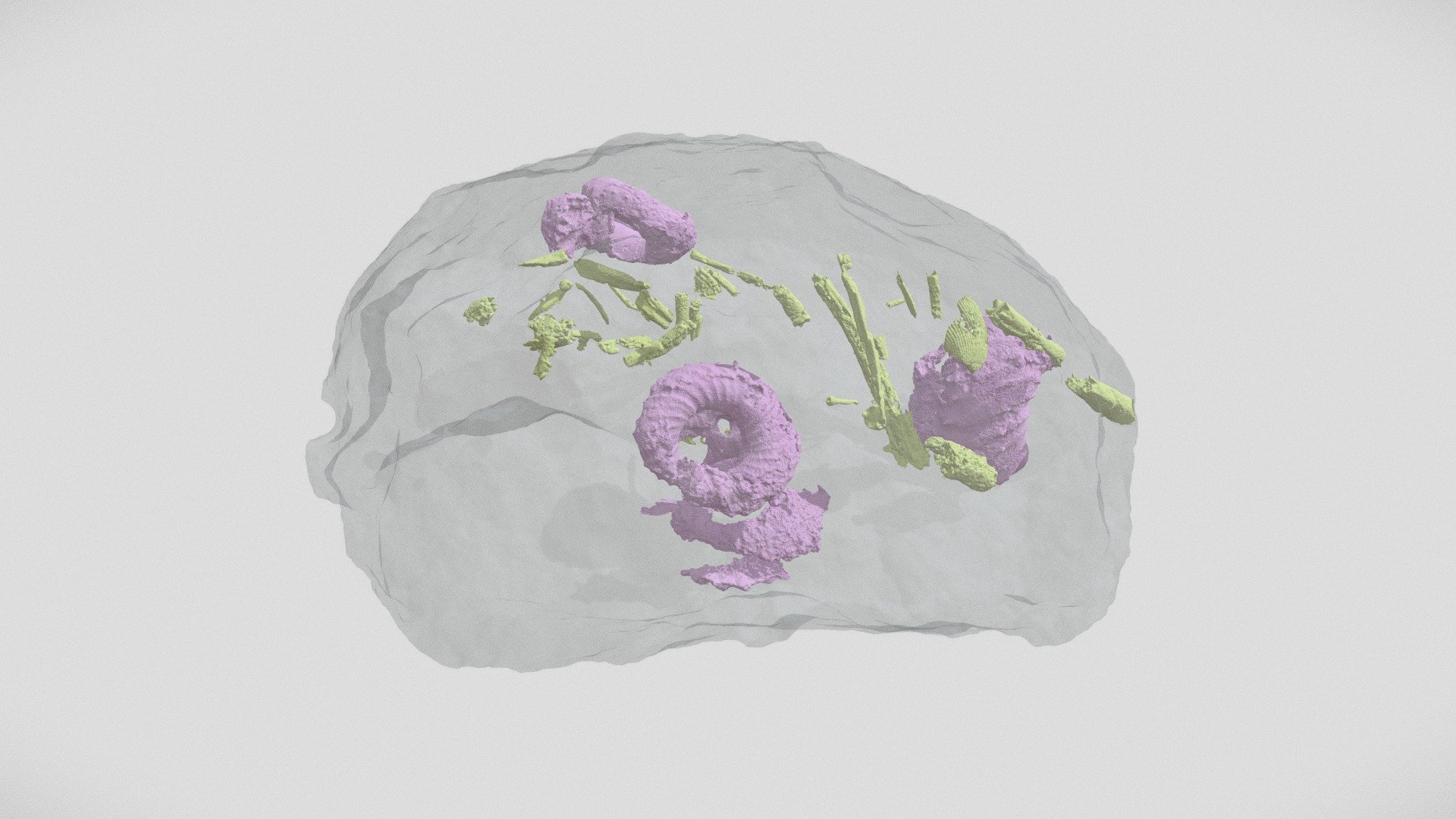 𝘗𝘳𝘢𝘷𝘪𝘵𝘰𝘤𝘦𝘳𝘢𝘴 𝘴𝘪𝘨𝘮𝘰𝘪𝘥𝘢𝘭𝘦 - 3D model by white-rabbit-jp [fae1ebd] - Sketchfab