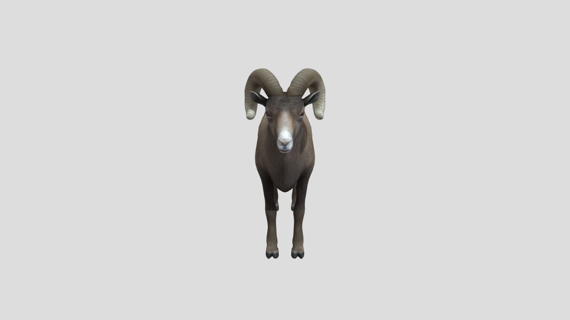 kambing - 3D model by bellaaudrey63 [fae25fd] - Sketchfab