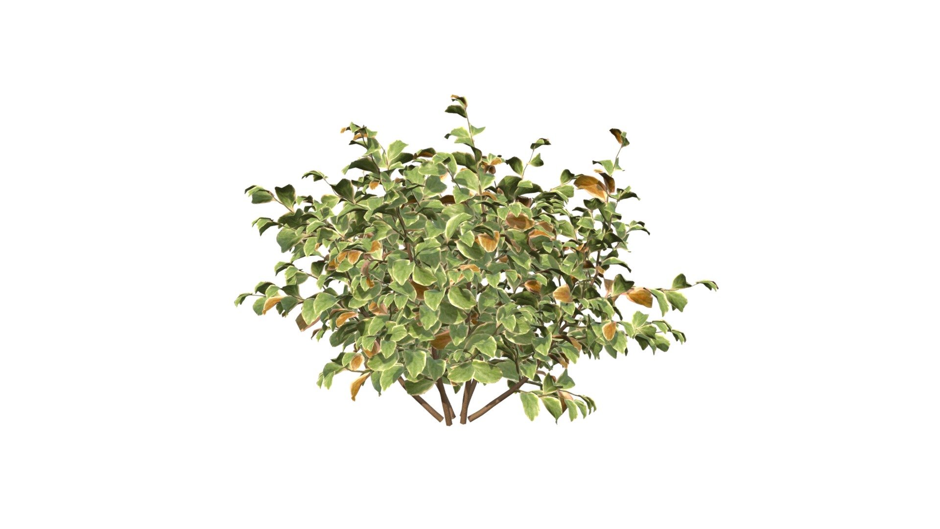 My Monet Weigela Summer Variation Buy Royalty Free 3d Model By Hkhalif Fae4e13 Sketchfab Store