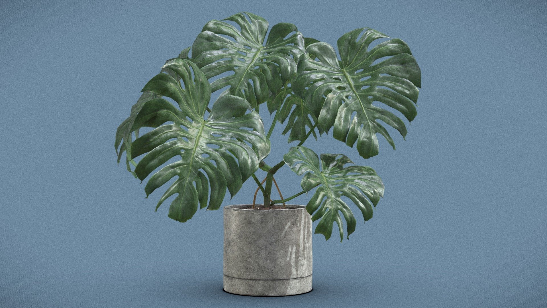 Monstera Deliciosa Plant - Buy Royalty Free 3D model by AllQuad ...