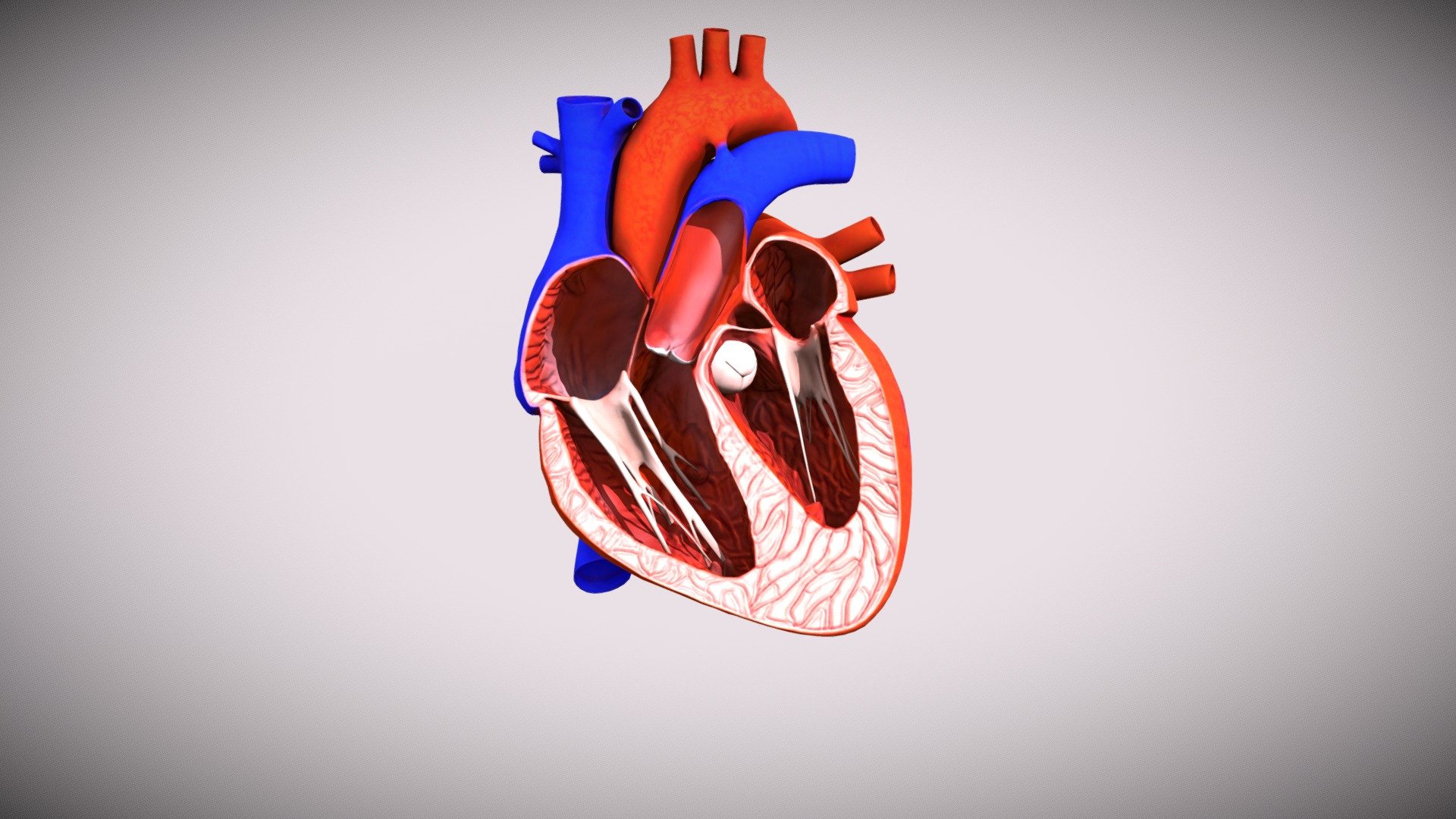 Heart - 3D model by Junaid (@iamjunaid56789gmail.com) [fae5e76] - Sketchfab
