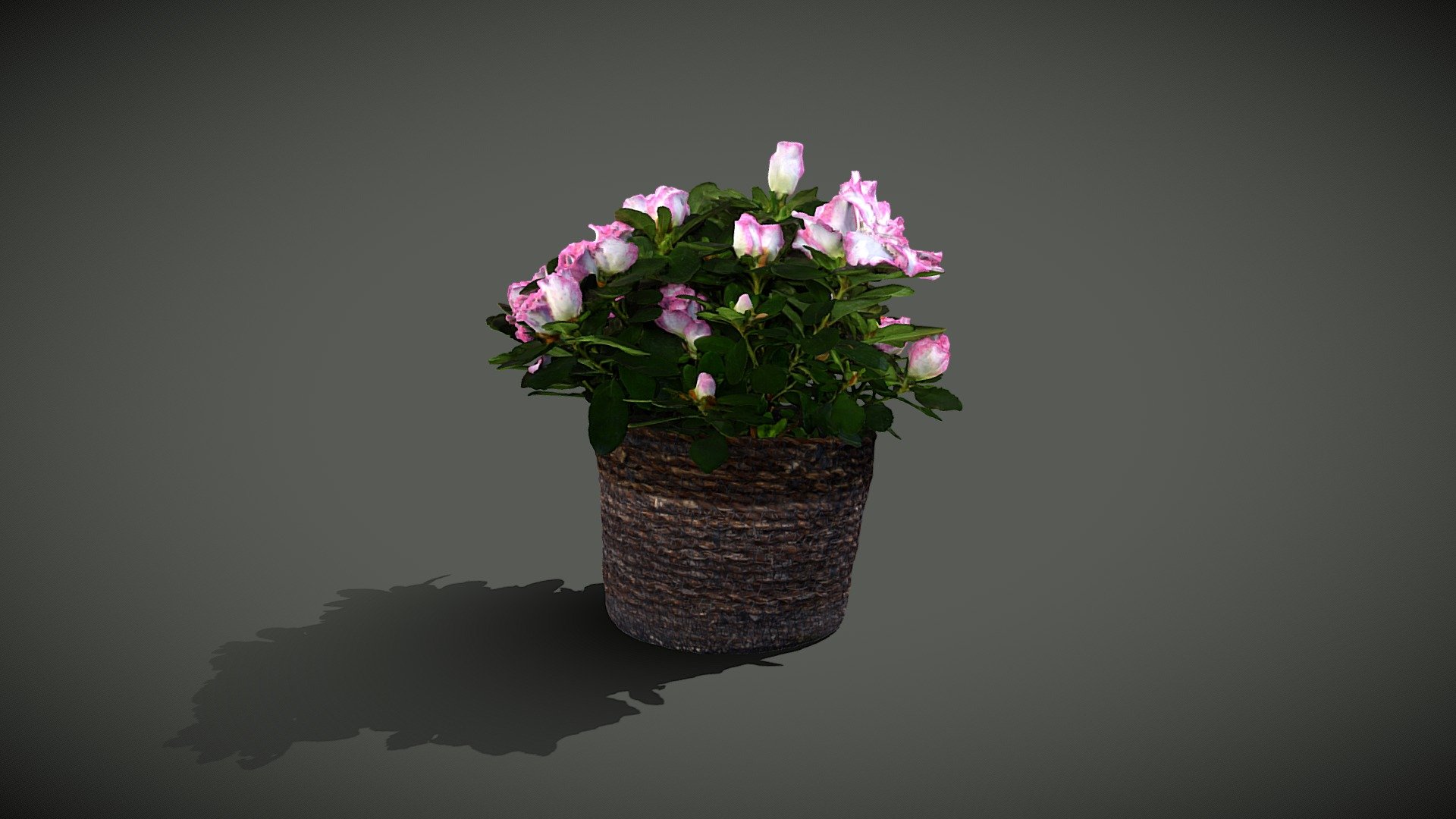Azalea - Download Free 3D model by Lassi Kaukonen (@thesidekick ...
