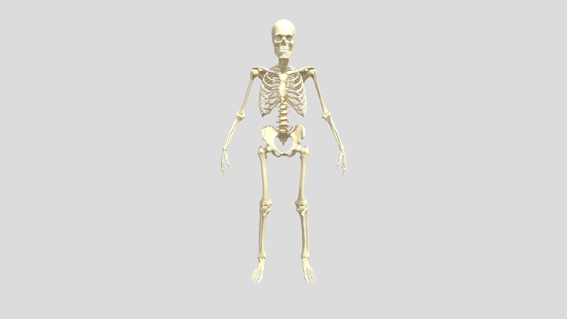 Skeleton_PBR_2020 - 3D model by va3dmodels (@VA-3DModels) [faeb33f ...