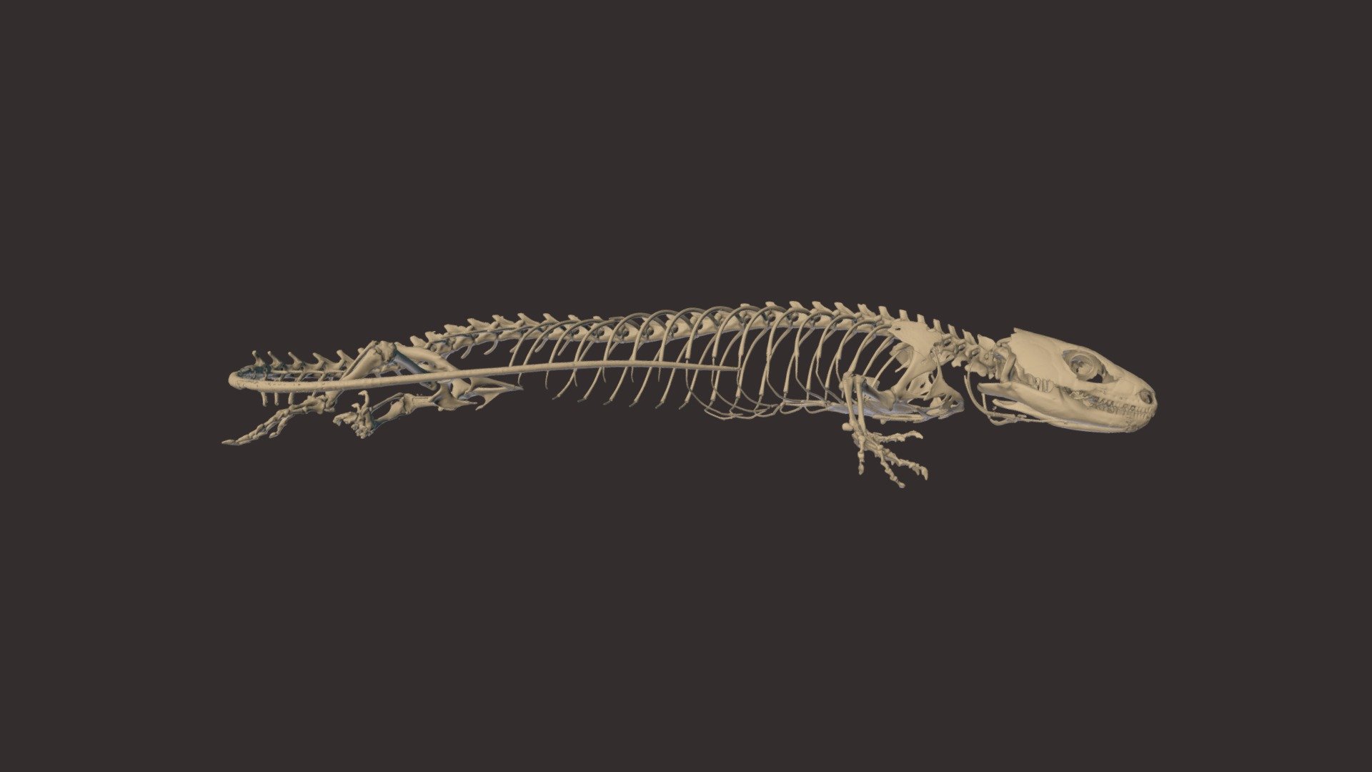 Major Skink Skeleton - 3D model by Blackburn Lab (@ufherps) [faf0580 ...