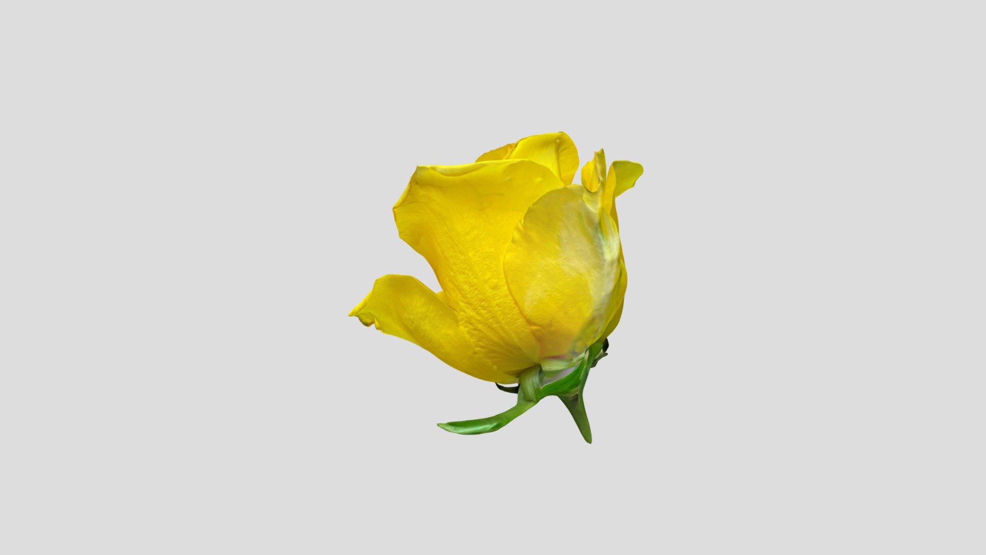 Roses 02 - Rose, yellow - Download Free 3D model by Trackstr85 [faf0ba3 ...