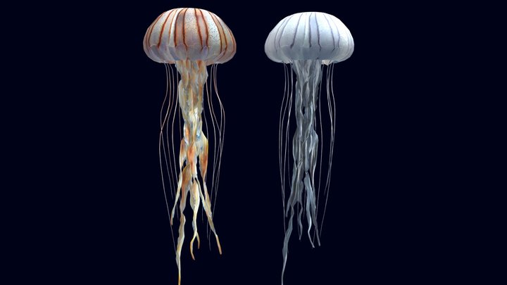 Jellyfish 3D models - Sketchfab