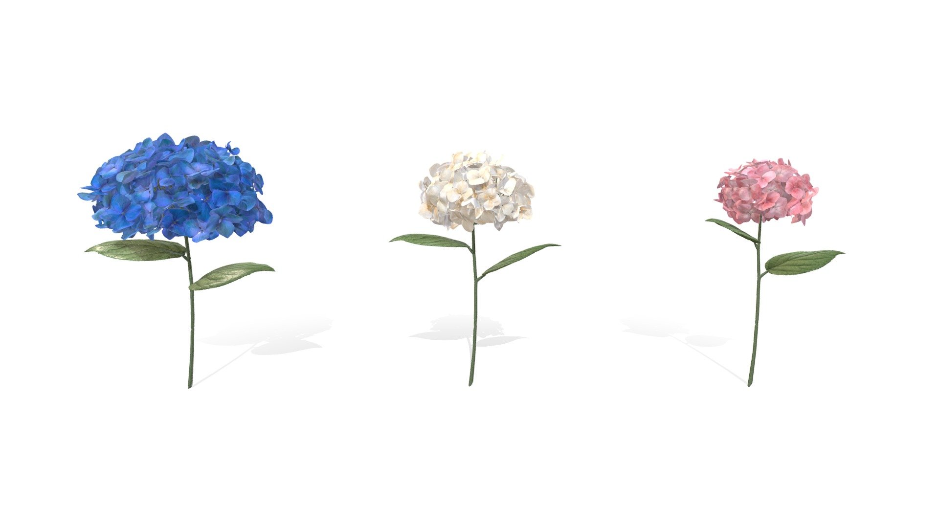 Hydrangea - 3 sizes - Download Free 3D model by heyyodd [faf63ba] - Sketchfab