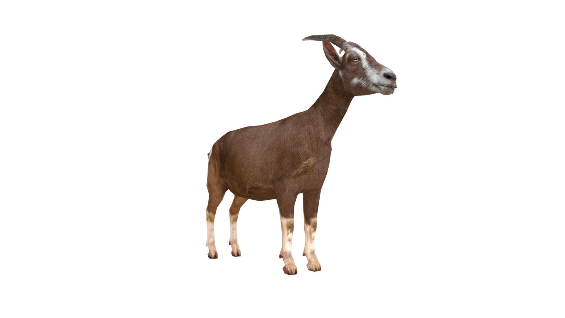 Goat - 3D model by 3DRT.com [fafcdc9] - Sketchfab