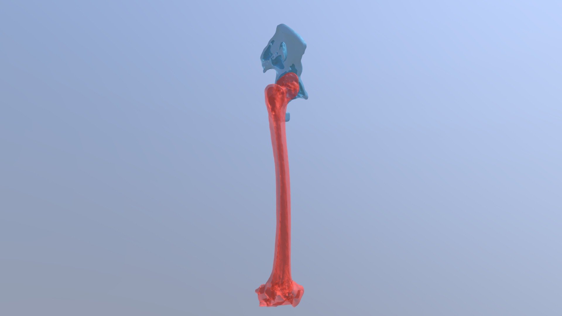 femur_hip - 3D model by hollyolson [fb00cf9] - Sketchfab