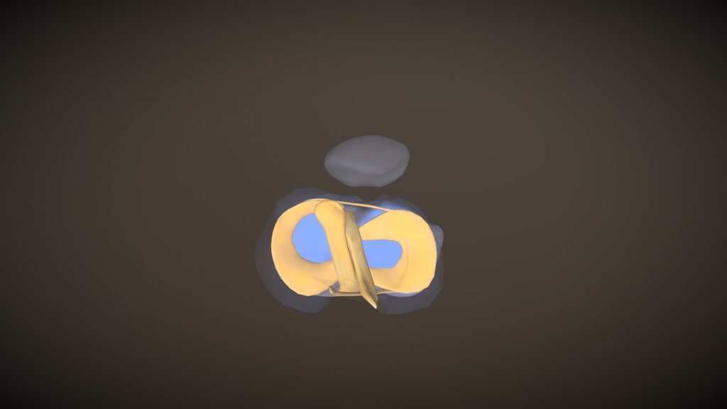 Anatomy - A 3D model collection by eberkson - Sketchfab