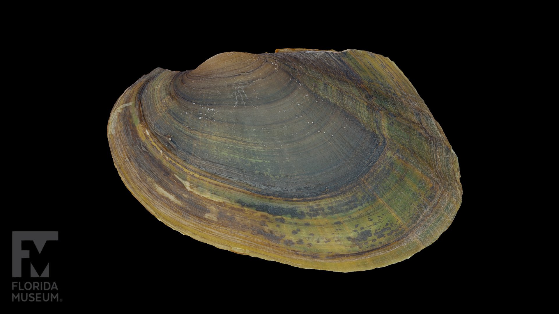 Salina mucket - Freshwater Mussel - 3D model by FloridaMuseum [fb050ee ...