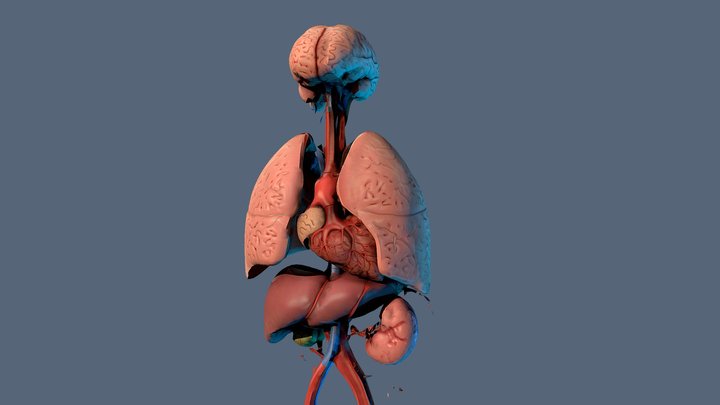 Arteries 3D models - Sketchfab