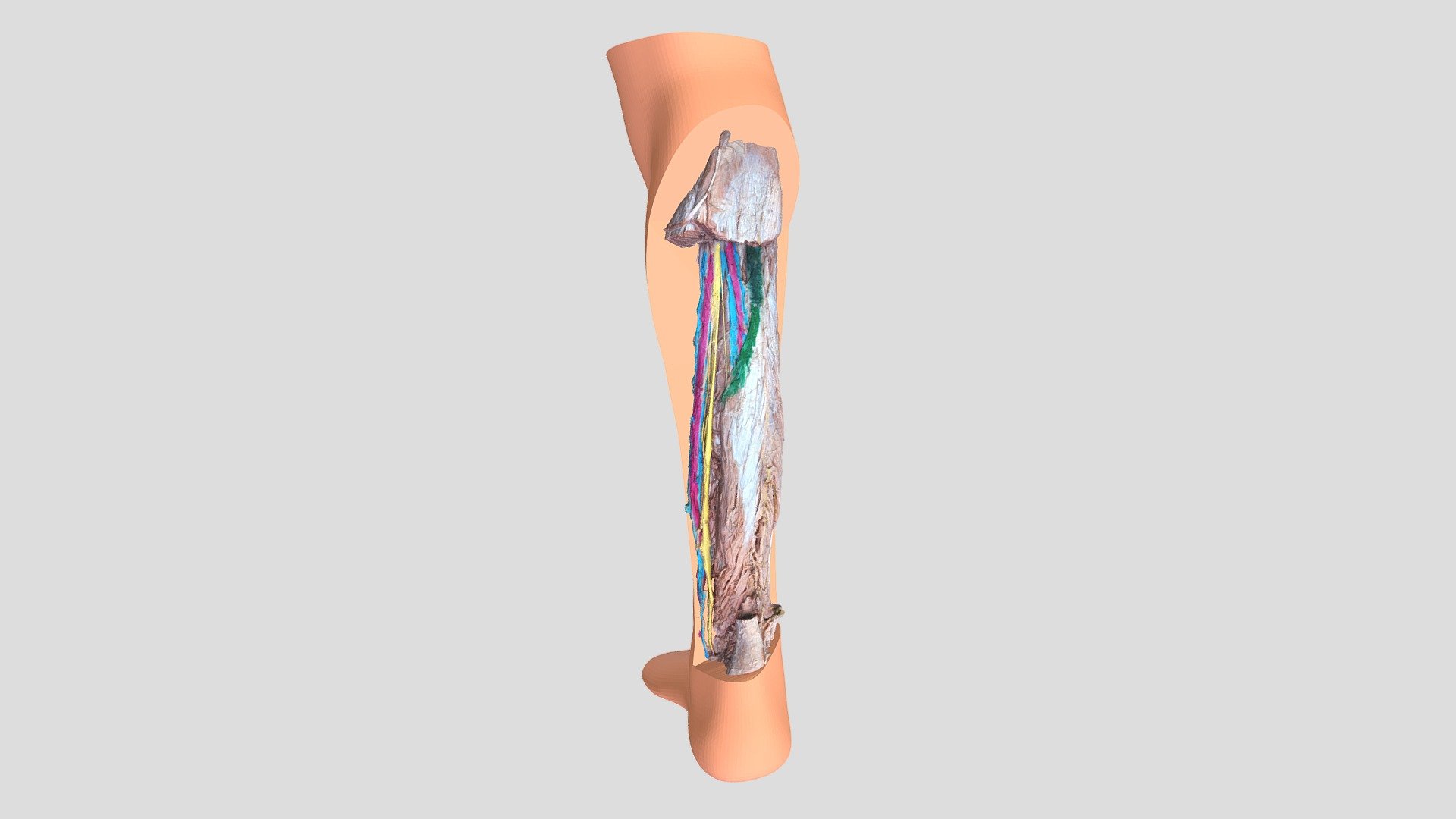 Canalis musculofibularis - 3D model by kucharm [fb08cfd] - Sketchfab