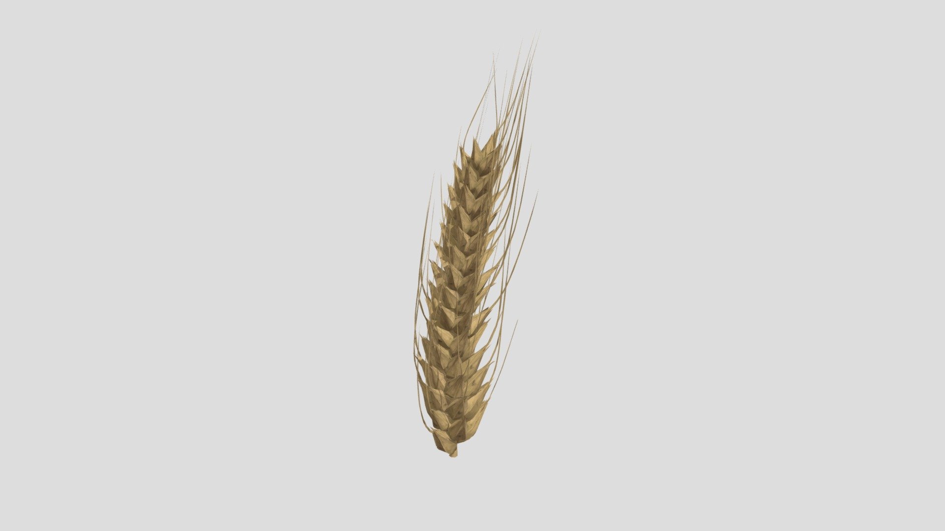 RMIT_WHEAT_spin - Download Free 3D model by keith.hibbert99 [fb0b99e ...