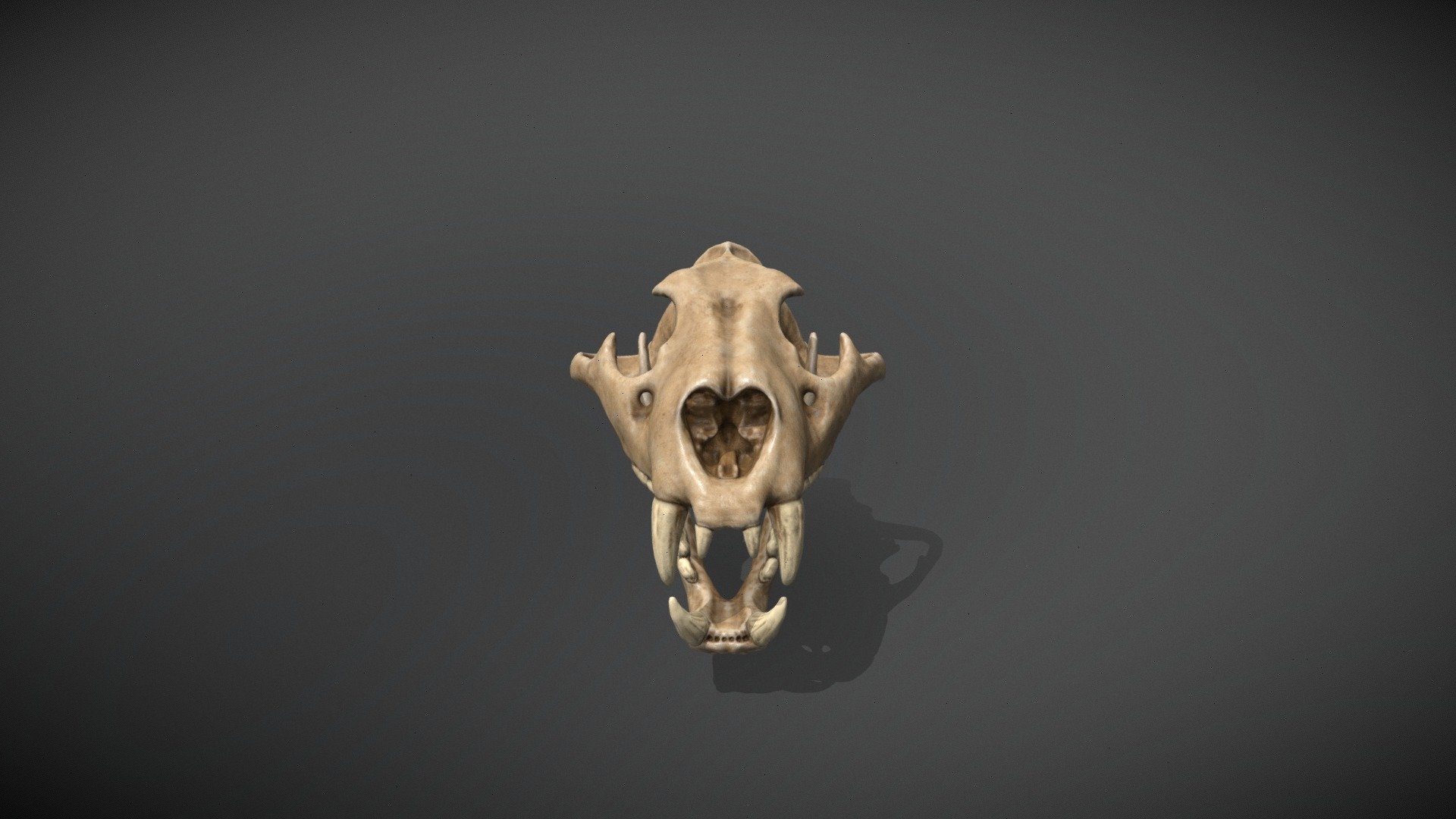 Lion Skull - 3D model by LukeThomas [fb0e7d0] - Sketchfab