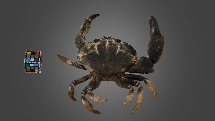 Leptodius 3D models - Sketchfab