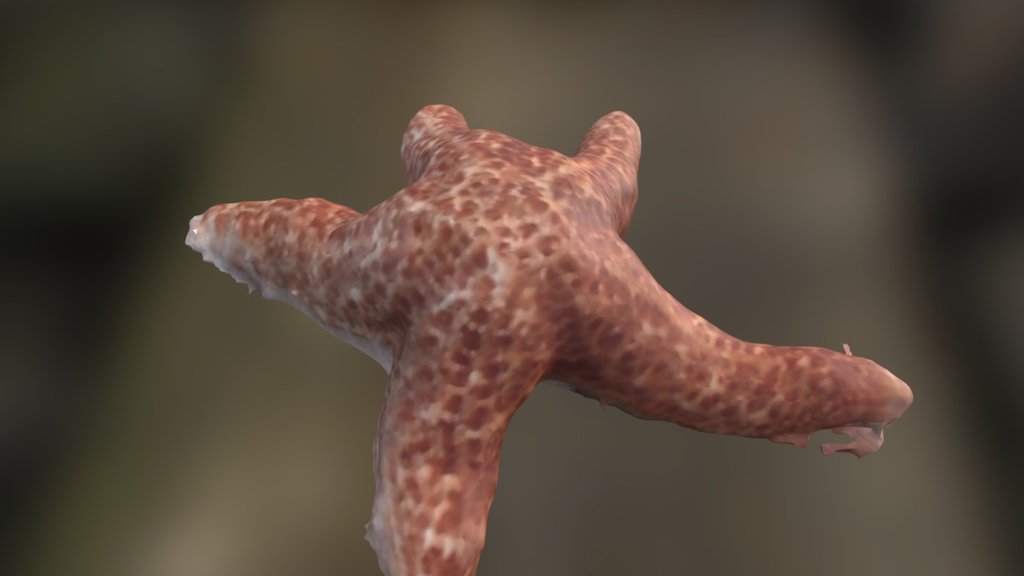 starfish aboral view - 3D model by robstoll [fb12576] - Sketchfab
