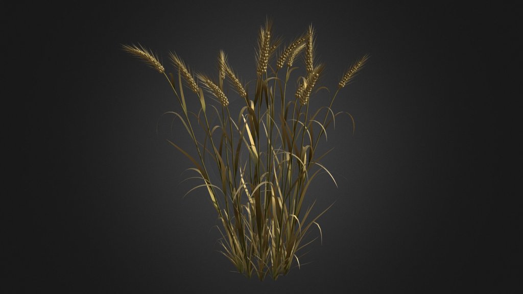 wheat - A 3D model collection by kumkapanda - Sketchfab