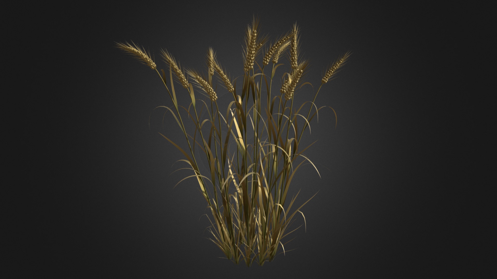 Wheat-3d-model - 3D model by llllline [fb14ced] - Sketchfab