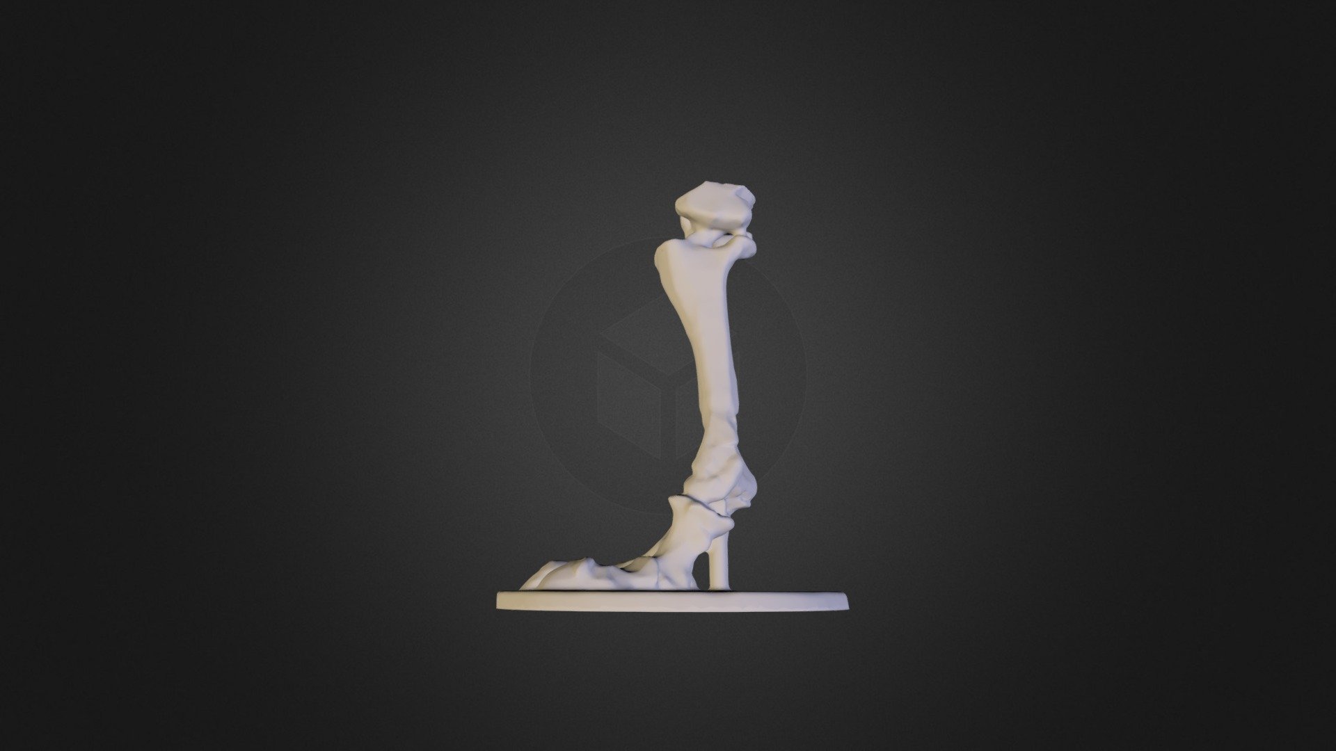 3D Scan Dino Foot - 3D model by virtumake [fb1d9ba] - Sketchfab