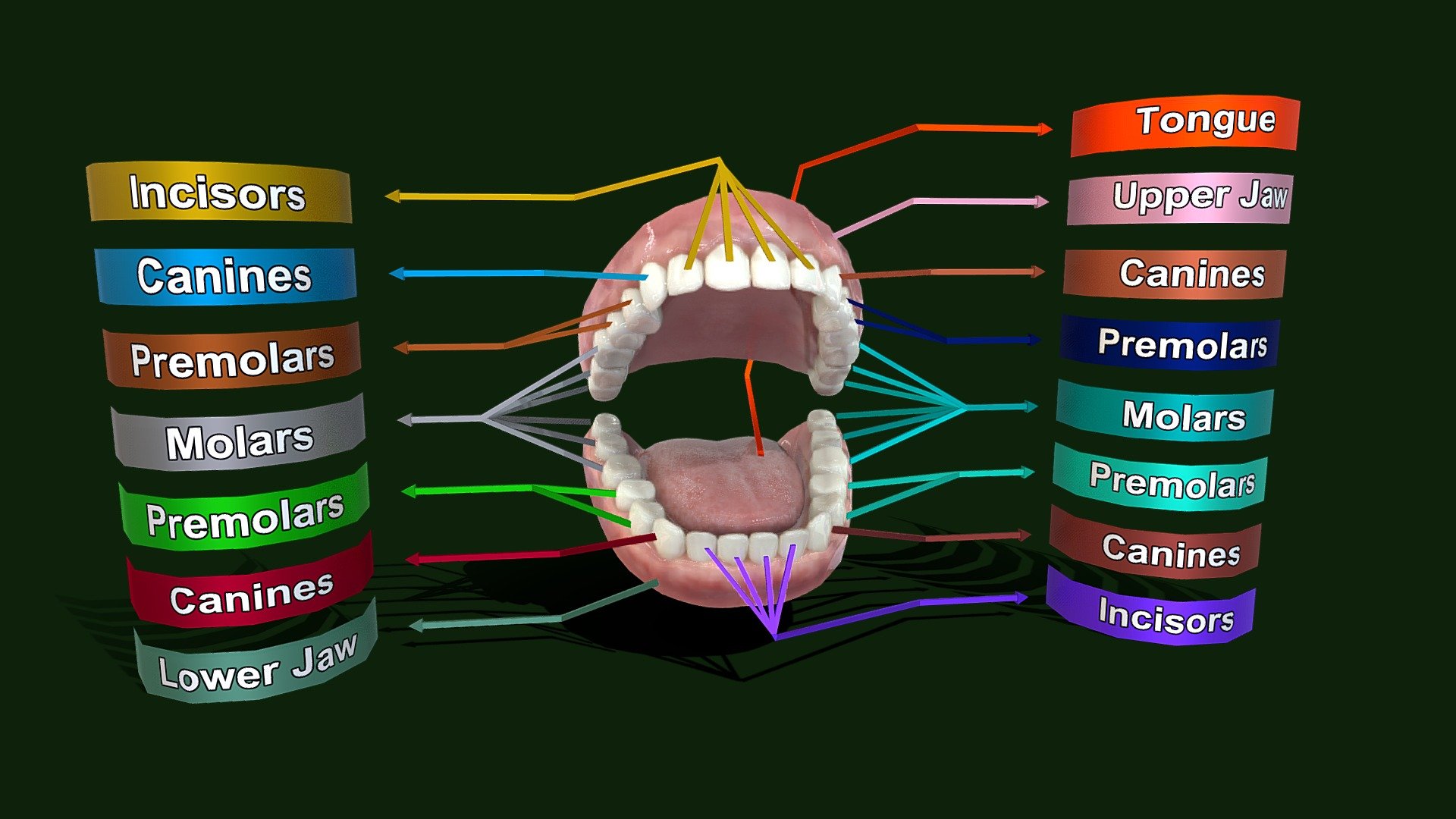 Teeth anatomy - Human teeth structure - Buy Royalty Free 3D model by ...