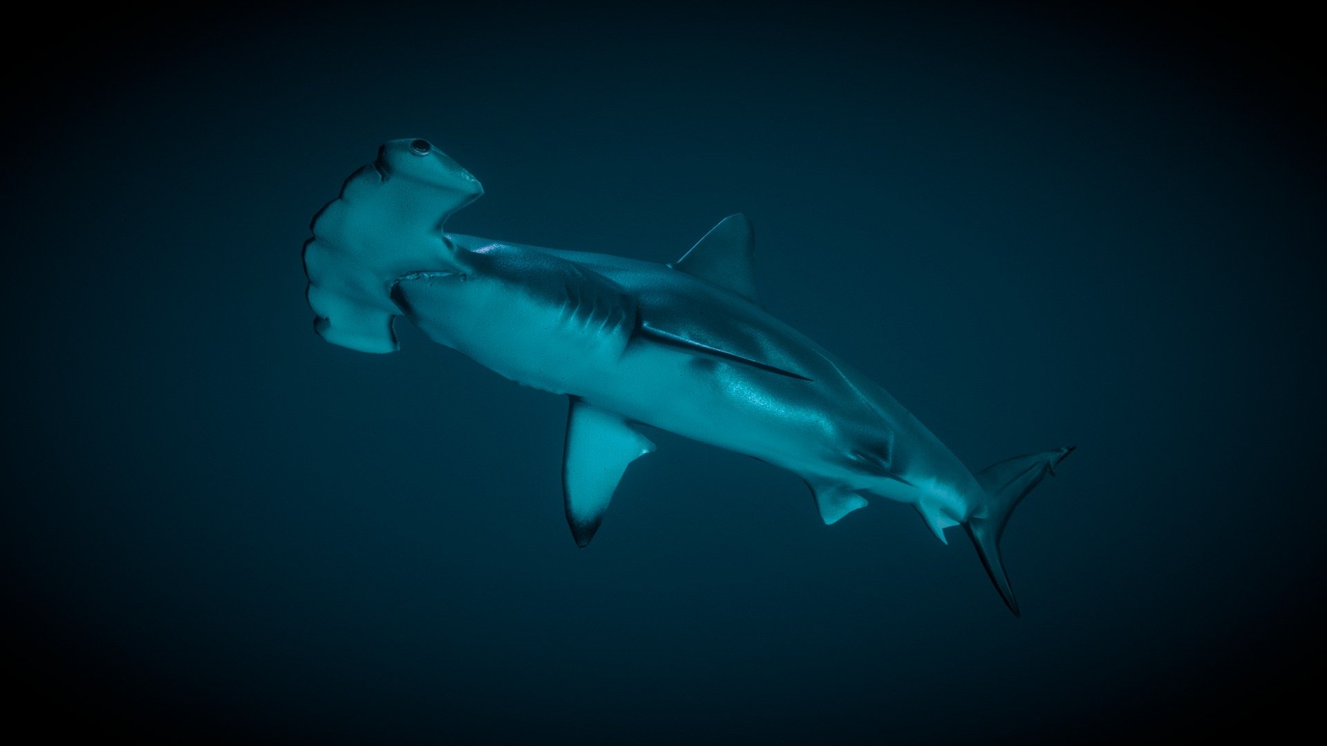 Scalloped Hammerhead Low Poly Stylized - 3D model by sharkingaround ...