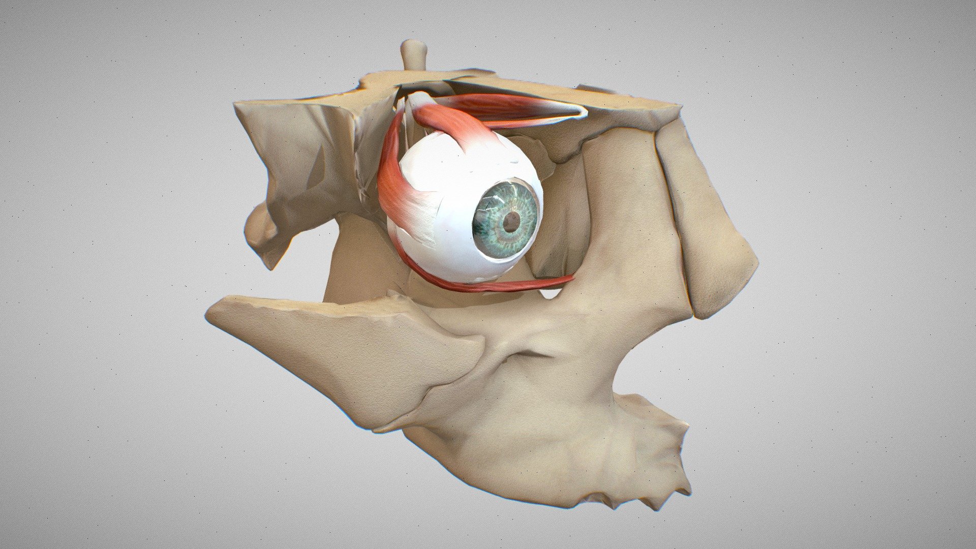 The extraocular muscles - Download Free 3D model by arloopa [fb2c460 ...