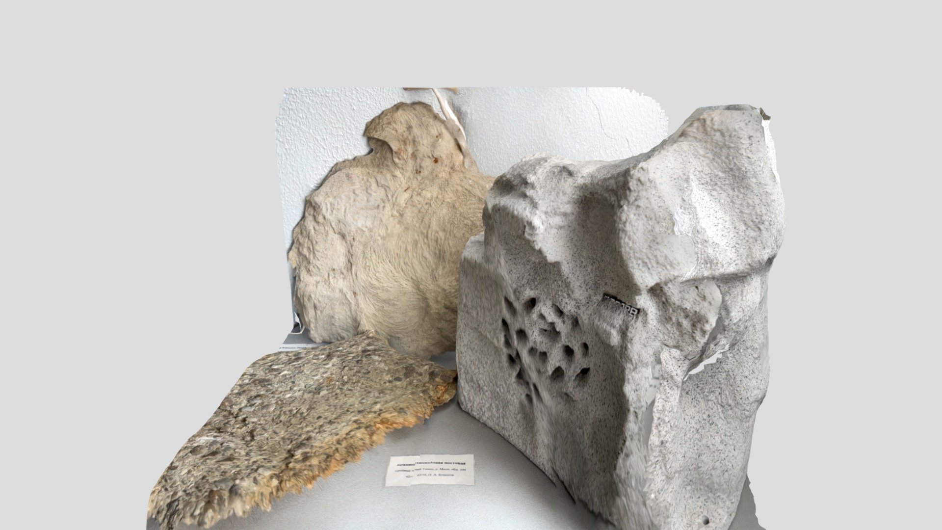 Shelly limestone - Download Free 3D model by AVZ (@micropalaeontology ...