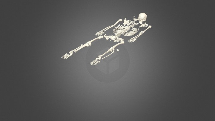 Human-skeleton 3D models - Sketchfab