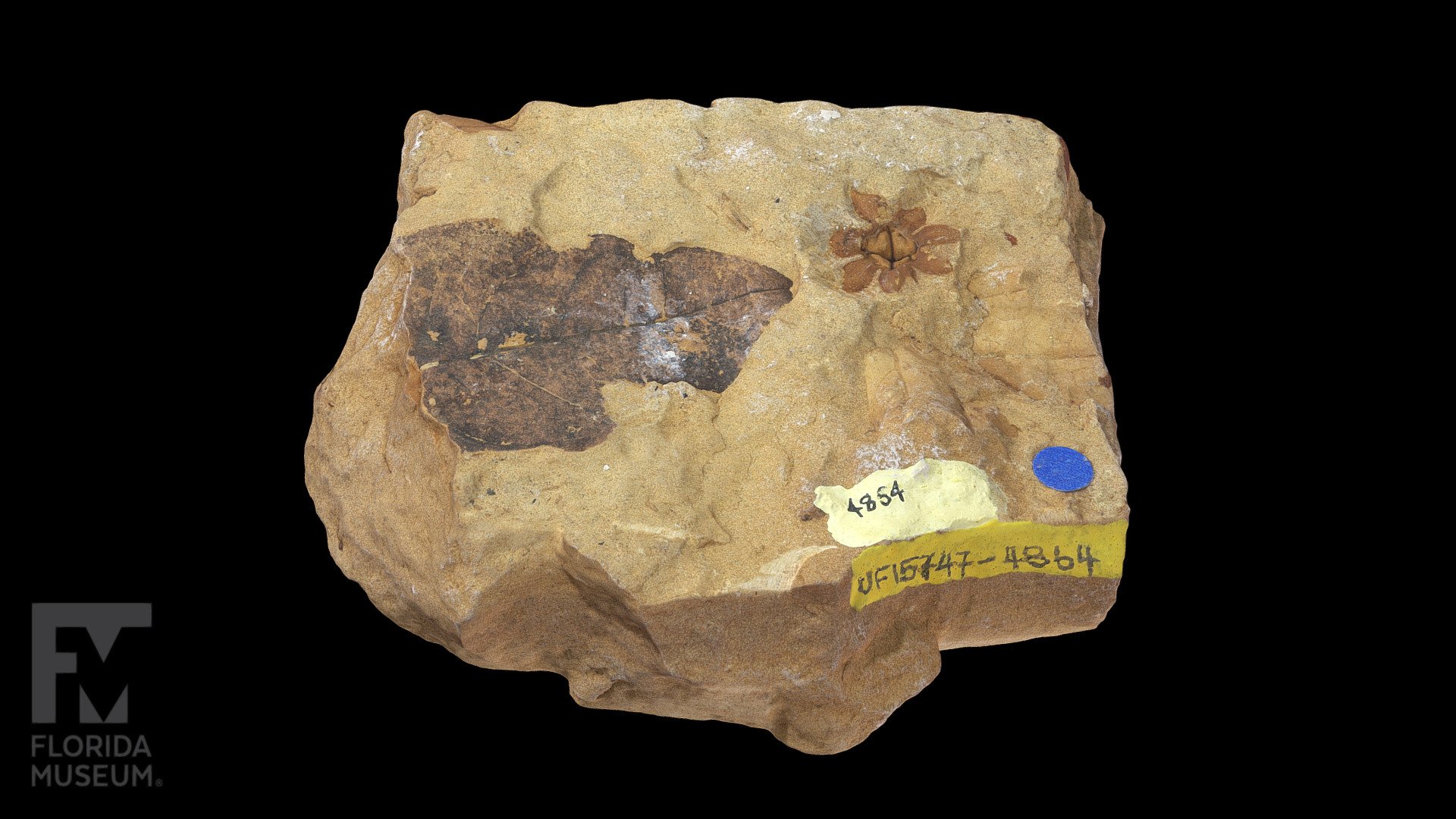 Fossil fruit and leaf (UF Paleobotany 4864) - 3D model by FloridaMuseum ...