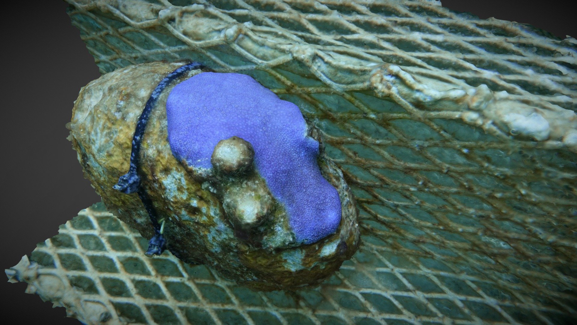 Porites porites, scleractinian coral - 3D model by Tato.PM [fb4b530 ...
