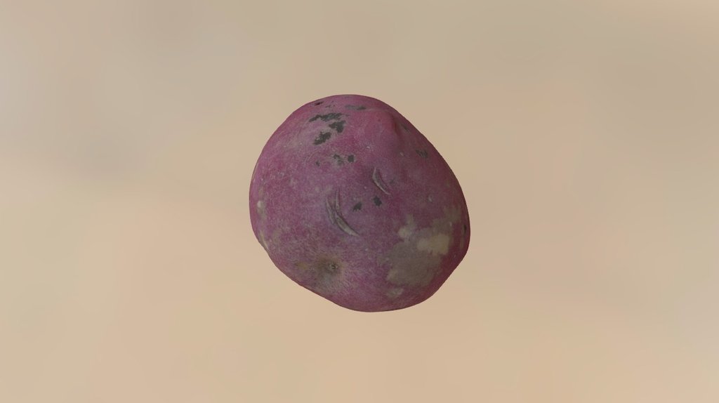 Demo - Red Potato - 3D model by Historytec [fb4f9af] - Sketchfab
