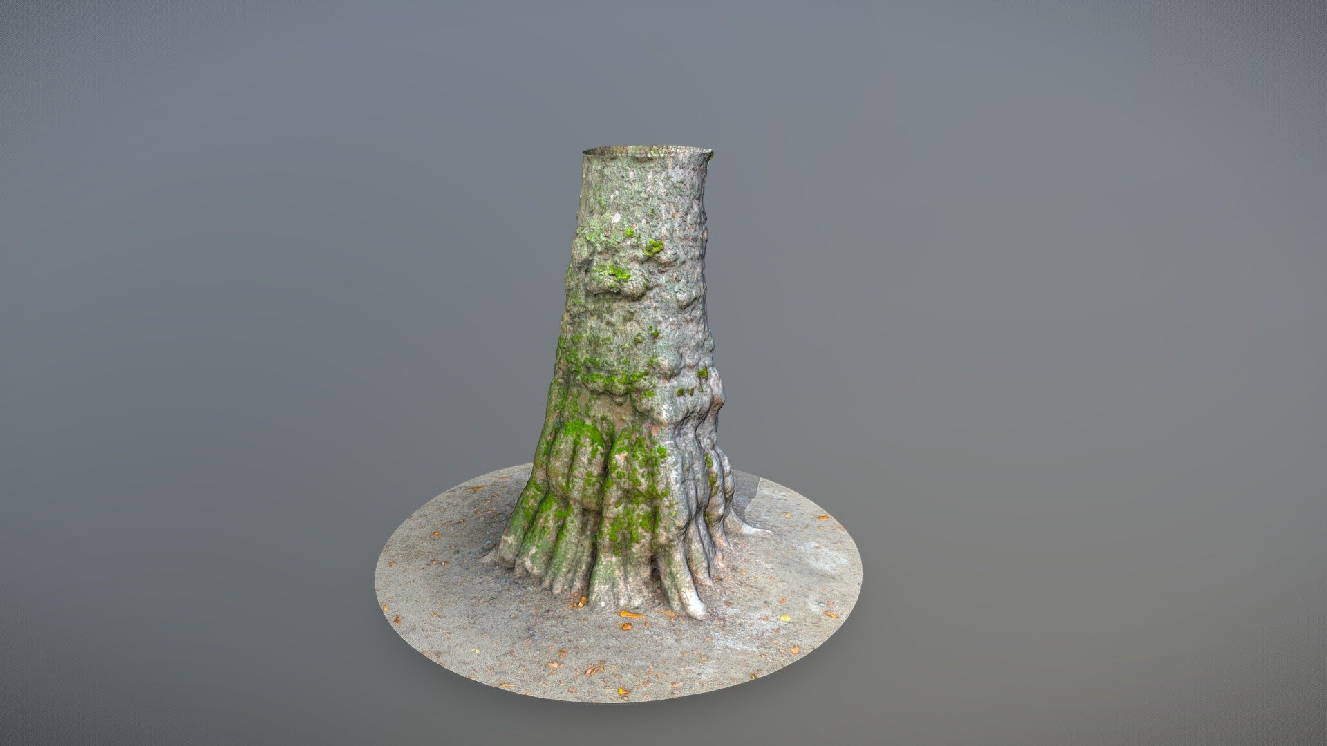 SCAN - tree trunk - 3D model by Martin Detry Pro (@Martin_Detry_Pro ...