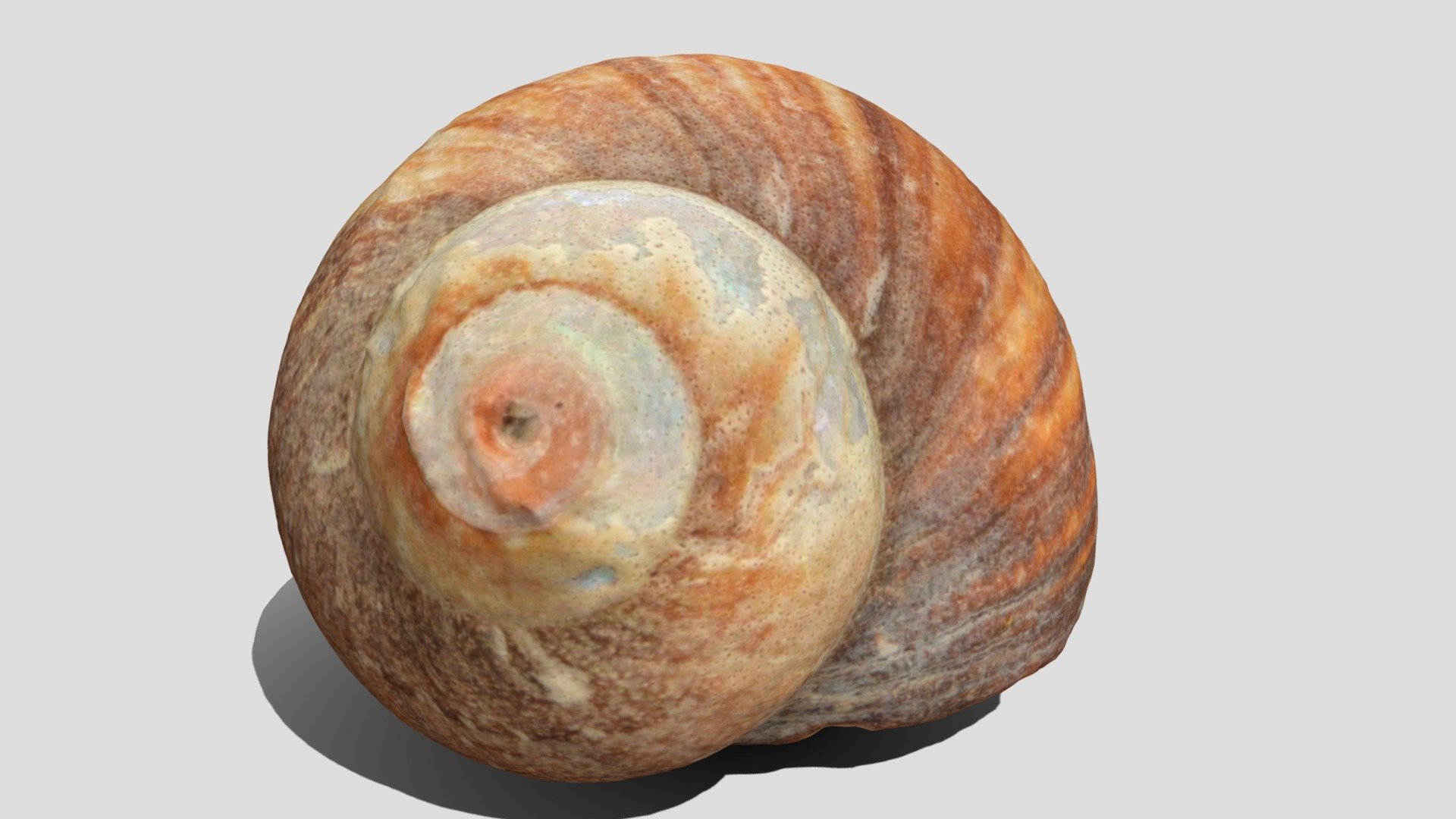 Moon Shell Seashell Photogrammetry - Buy Royalty Free 3D model by ...